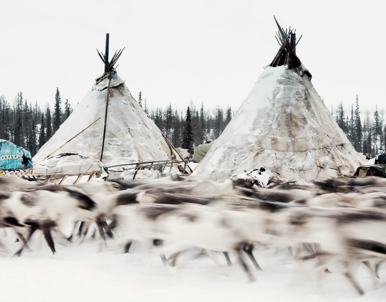 Nenets - Jimmy Nelson Foundation